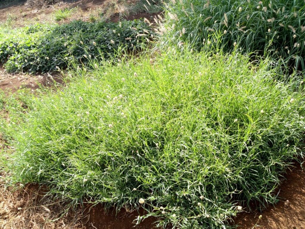 Gallery - Native Pep