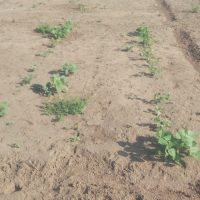 (Native PEP) Native Plants - Native Pep - Home