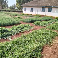 (Native PEP) Native Plants - Native Pep - Home