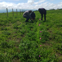 (Native PEP) Native Plants - Native Pep - Home